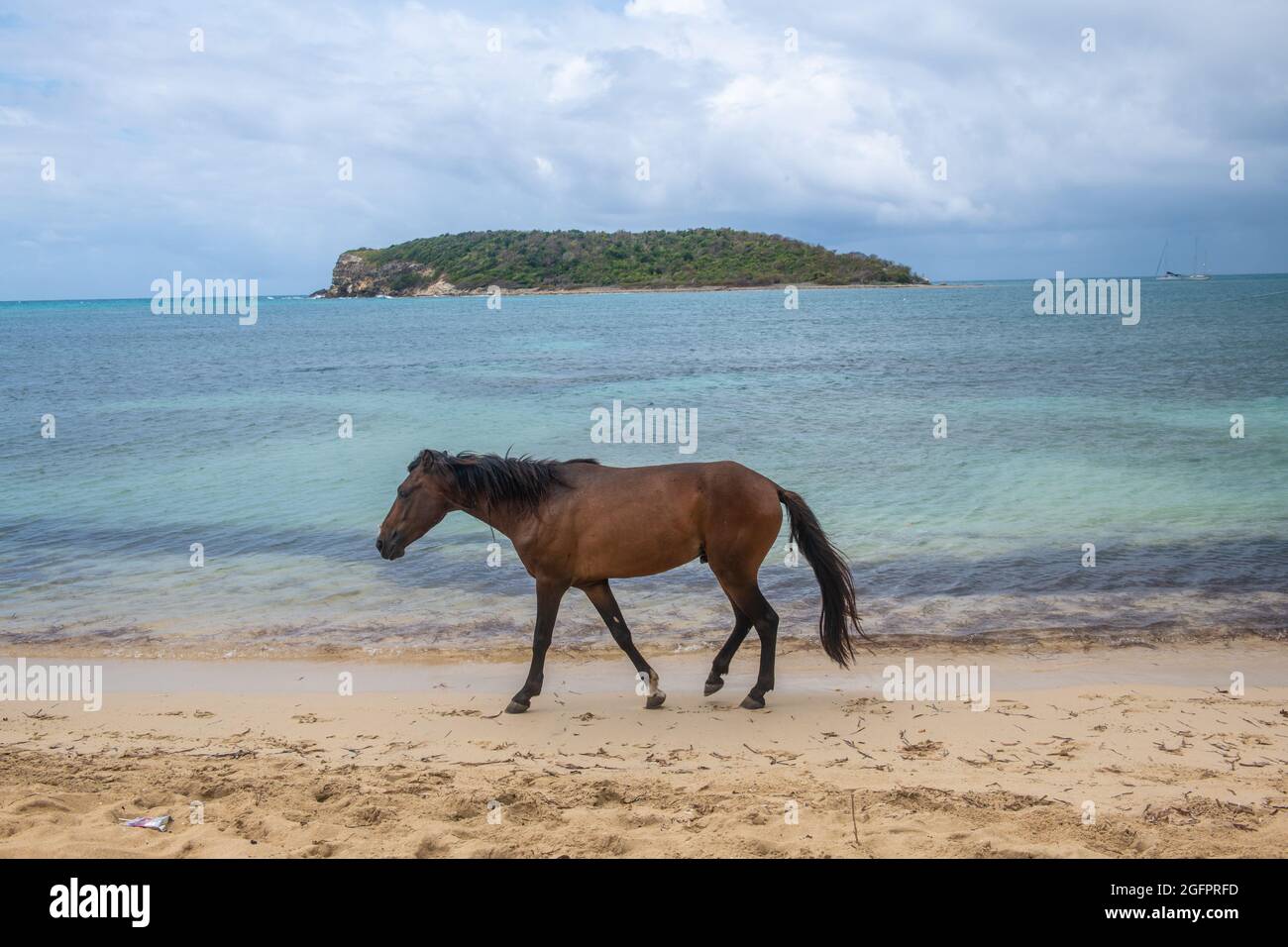 Wandering horse hi-res stock photography and images - Alamy