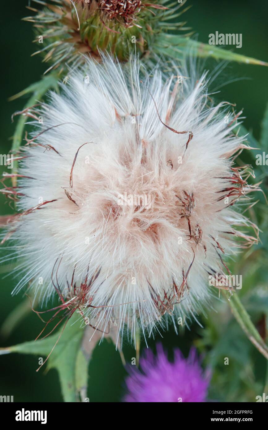 close up of beautiful fluffy seed flower heads on Musk Thistle (Carduus ...