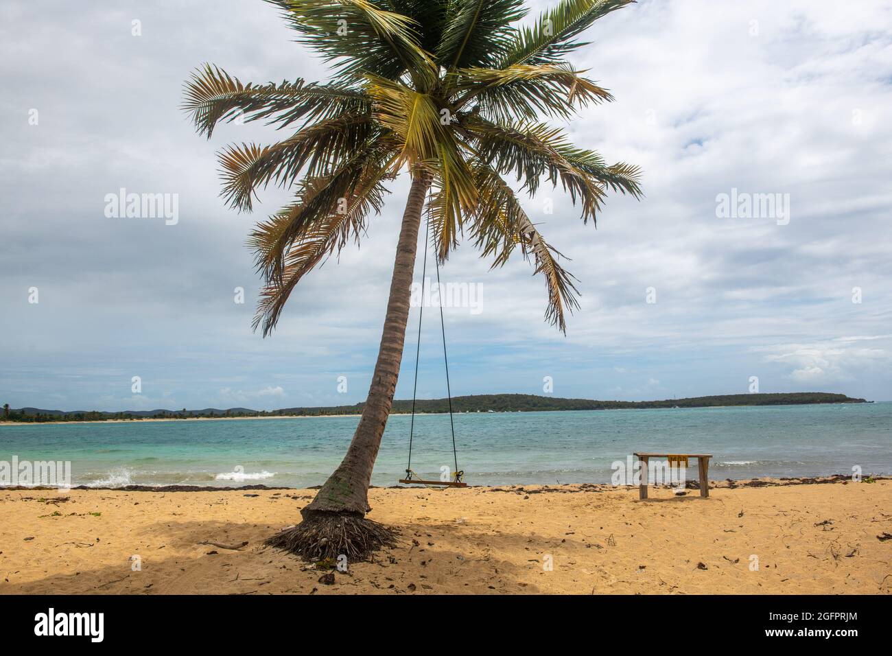 A swing hanging from a palm tree at the beach - Puerto Rico Stock Photo ...