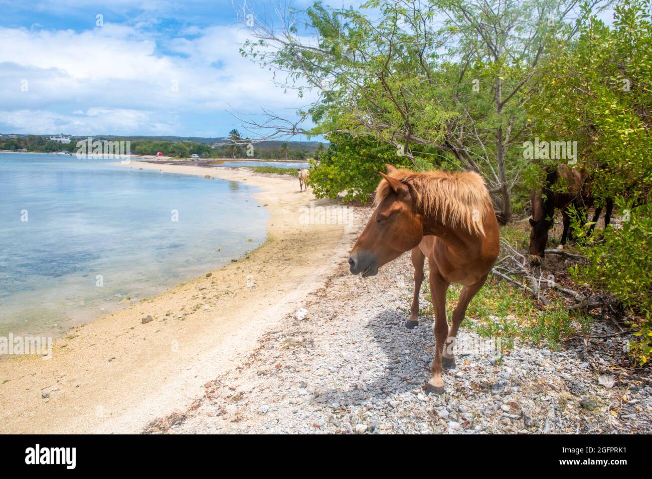 Wild horses walking along the beach - Puerto Rico Stock Photo - Alamy