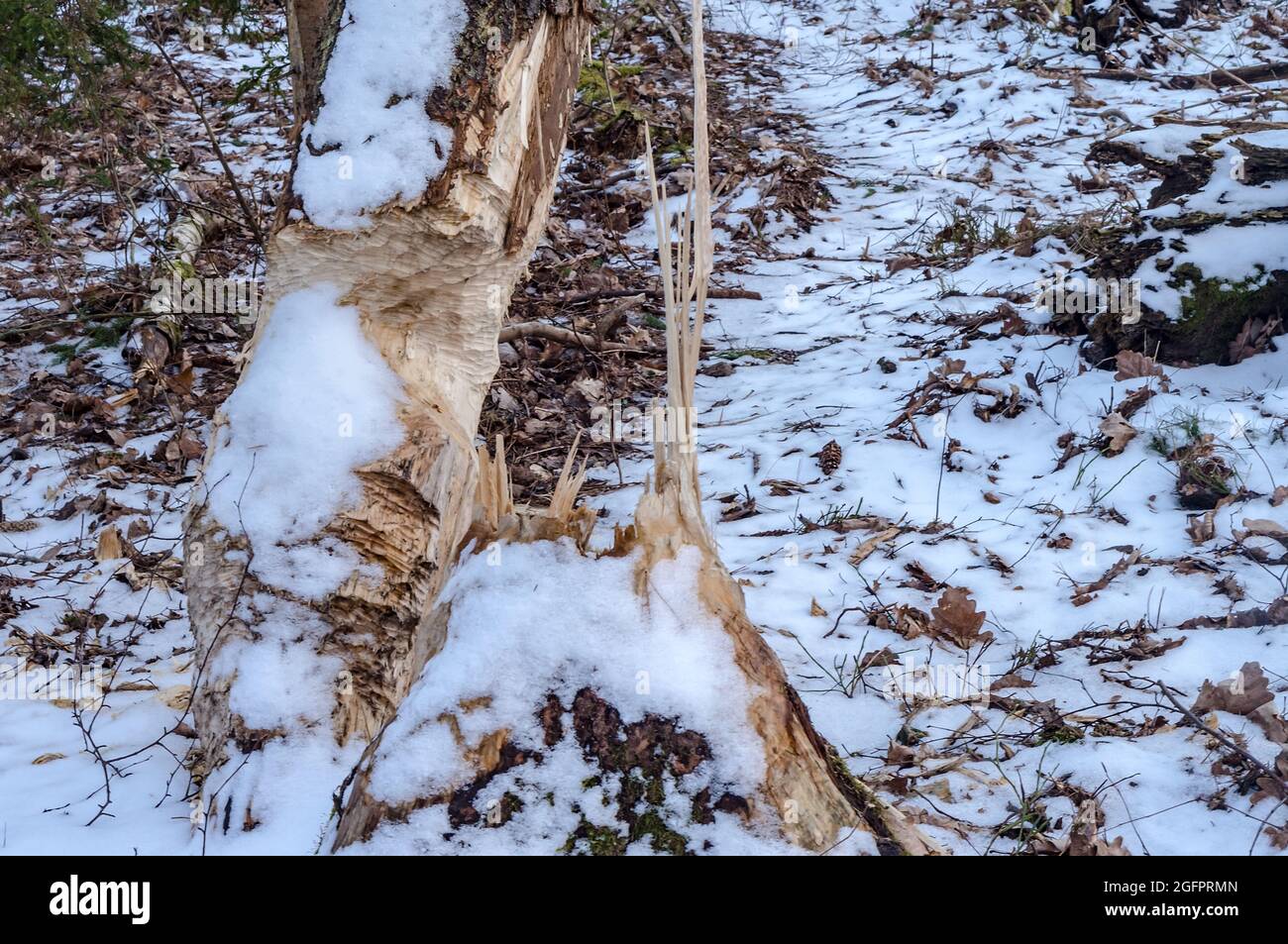 Beaver teeth marks on trees. Beavers nibbled the trunk of a tree. Trees ...