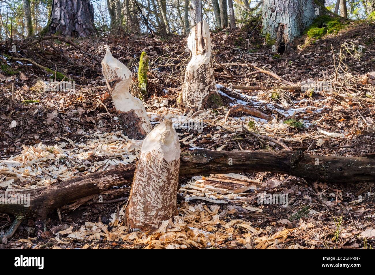 Beaver teeth marks on trees. Beavers nibbled the trunk of a tree. Trees ...