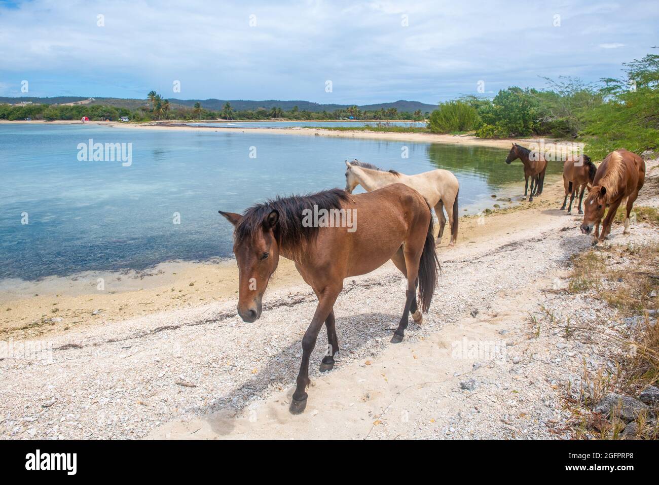 Wild horses walking along the beach - Puerto Rico Stock Photo - Alamy