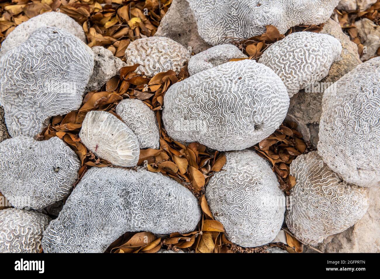 Coral rocks hi-res stock photography and images - Alamy