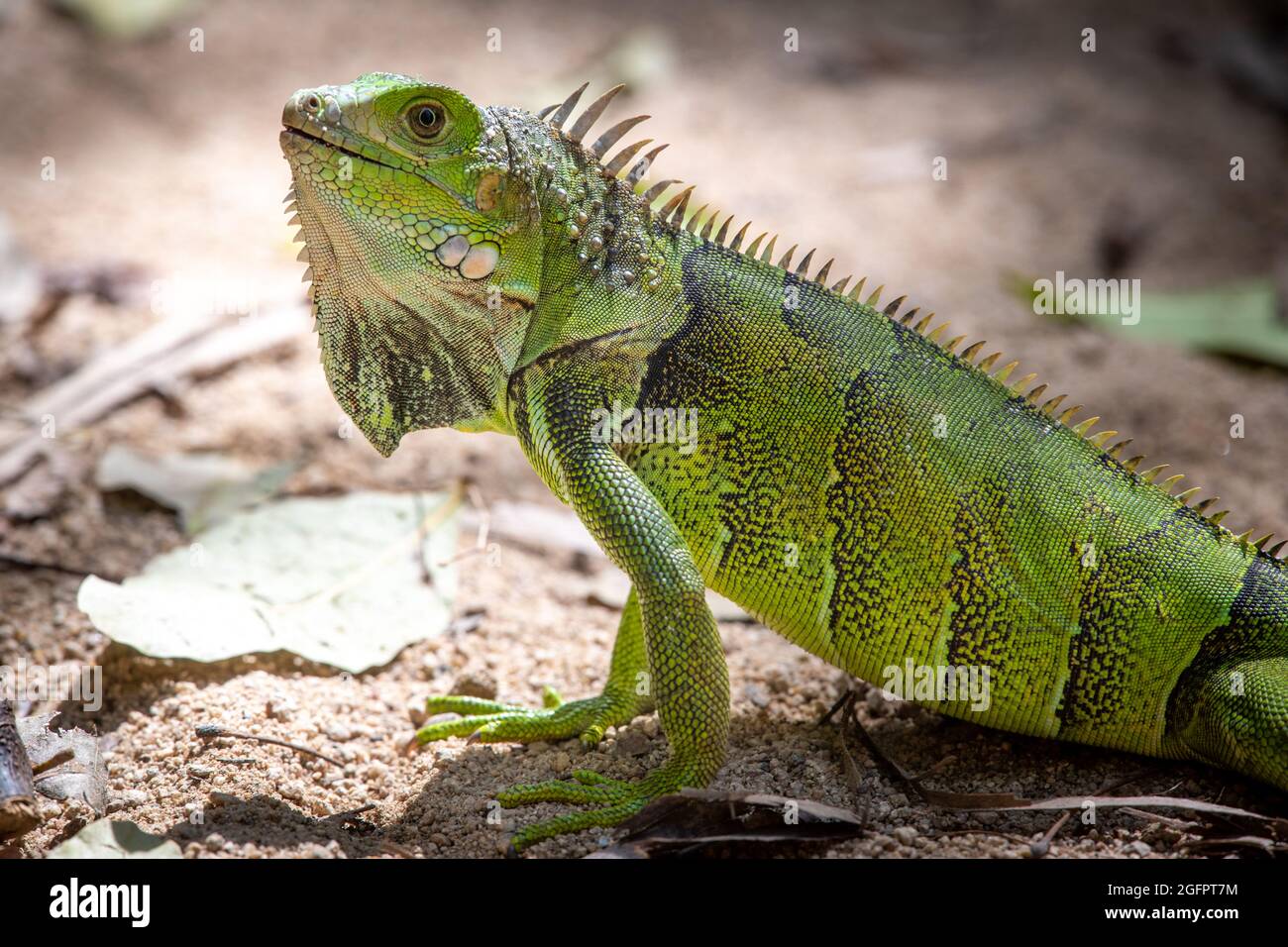 A green lizard down on the forest floor - Puerto Rico Stock Photo - Alamy