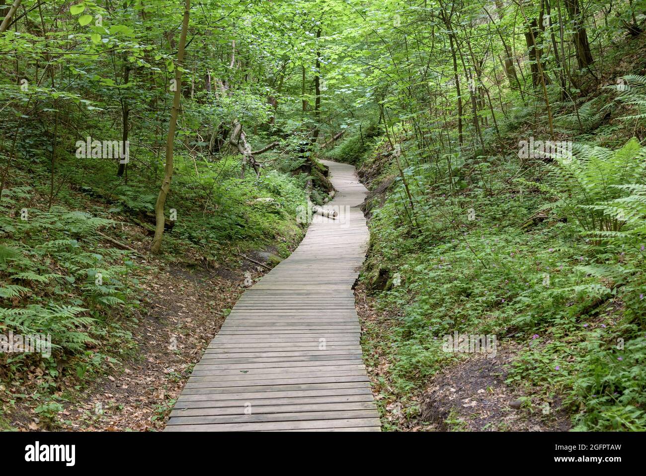 Wooden forest pathway hi-res stock photography and images - Alamy