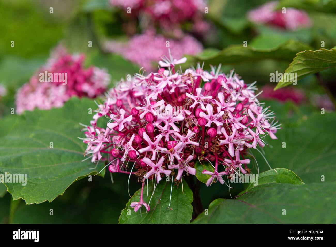 Close up of Mexican hydrangea (clerodendrum bungei) flowers in bloom ...