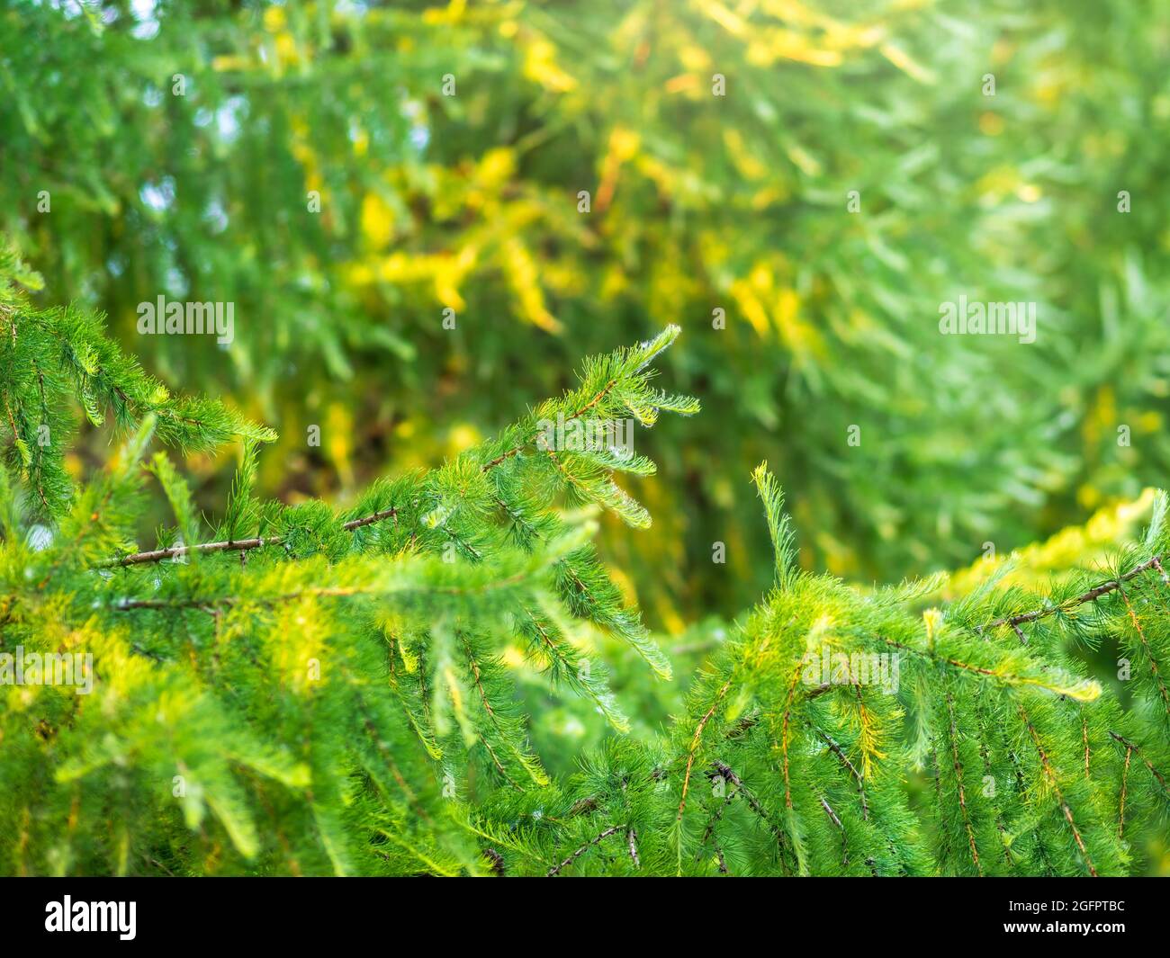 Young branches of larch. Closeup of green larch young needles. Larix ...