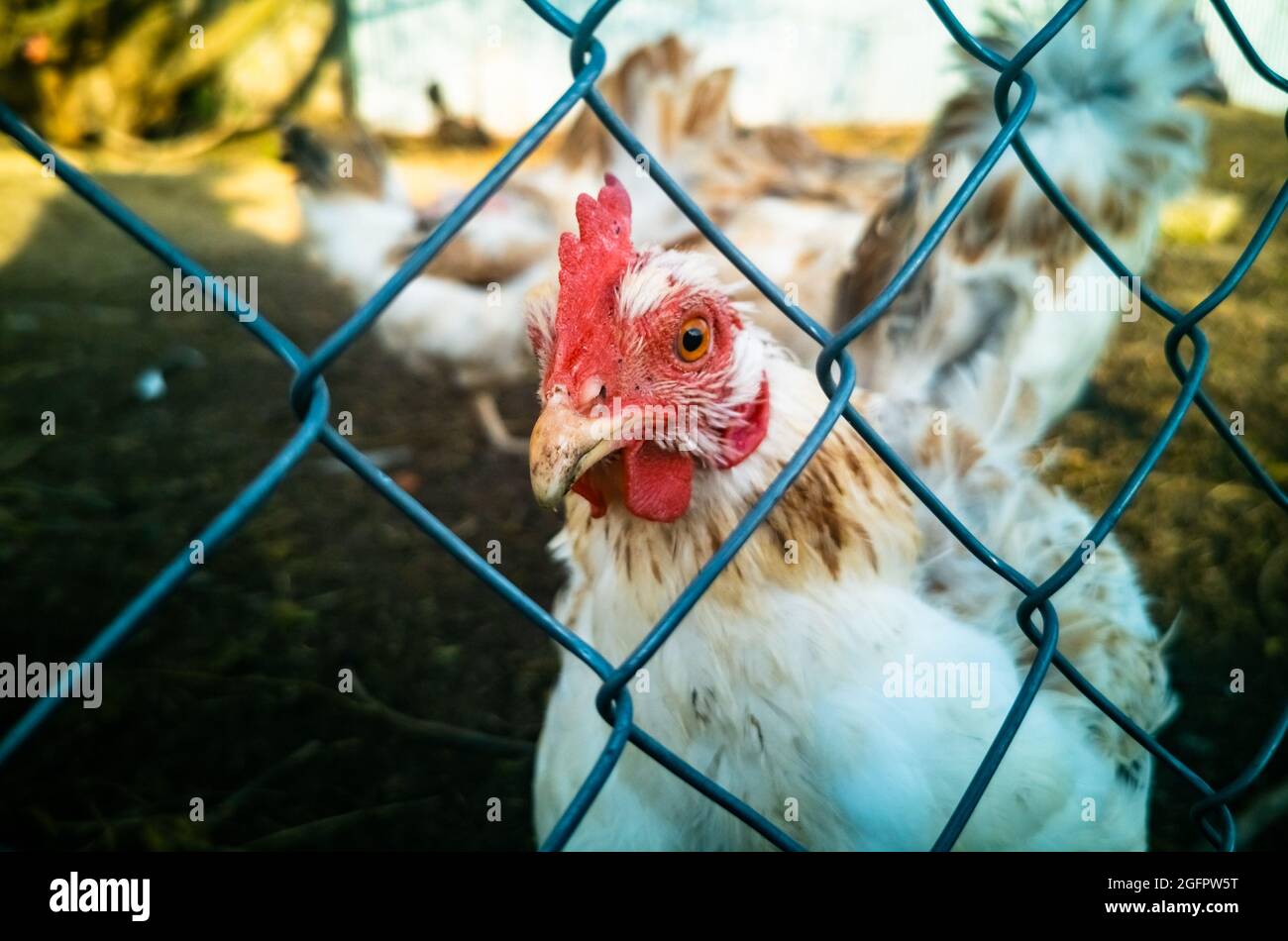Live white chicken close-up. Close-up of a red hen's head behind a mesh ...