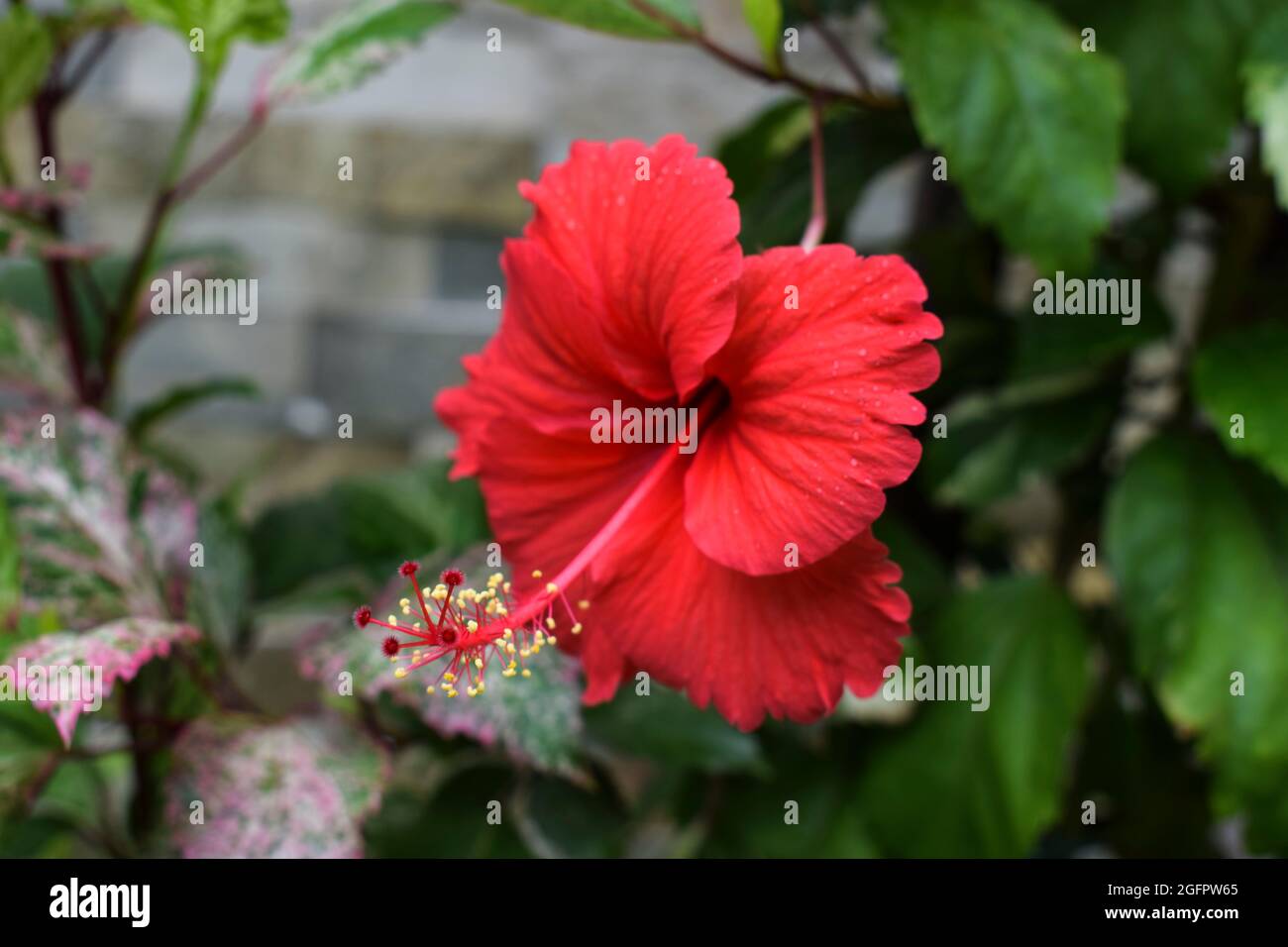 India shoe flowers hi-res stock photography and images - Alamy