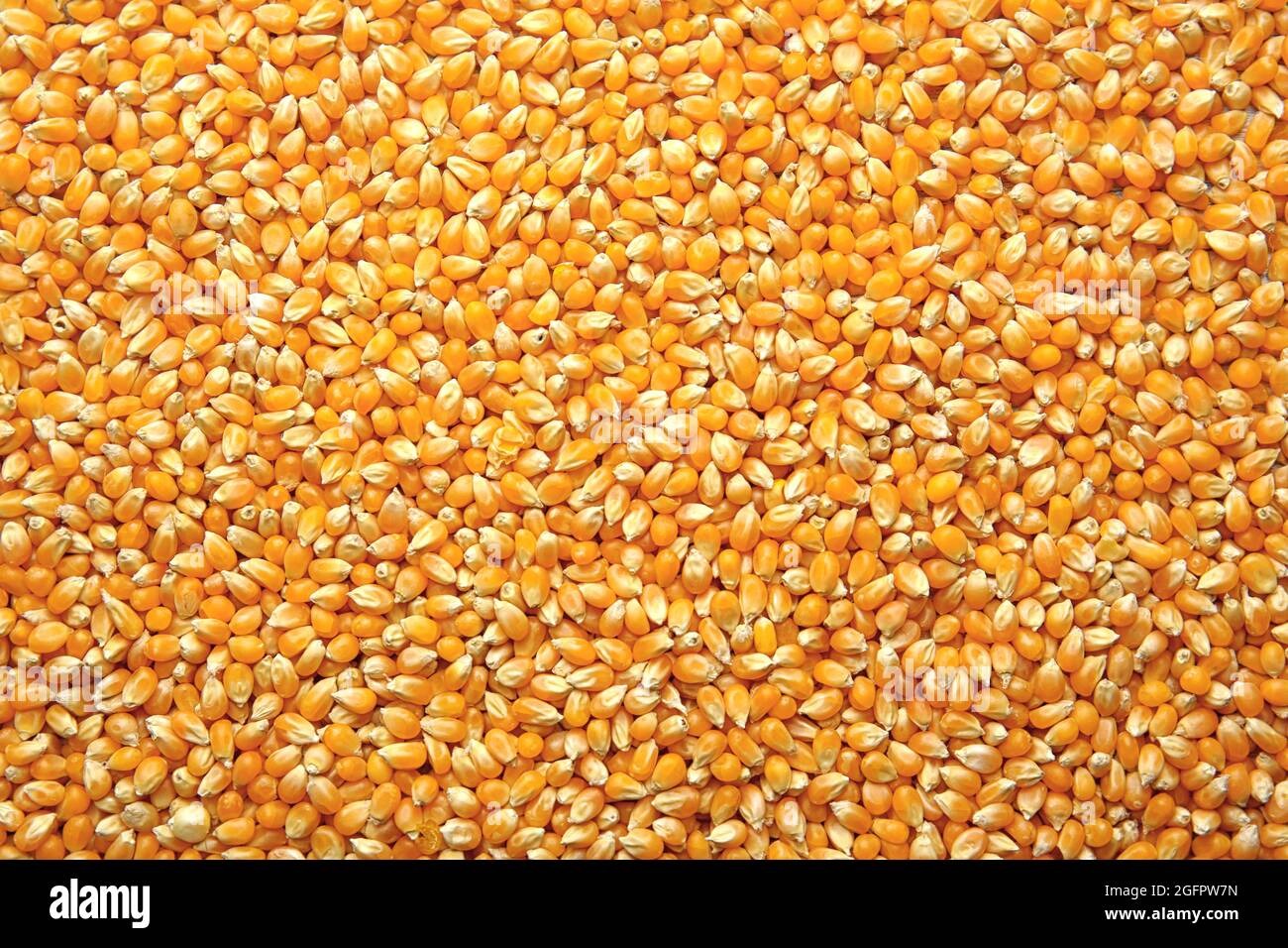 Corn seeds background Stock Photo - Alamy