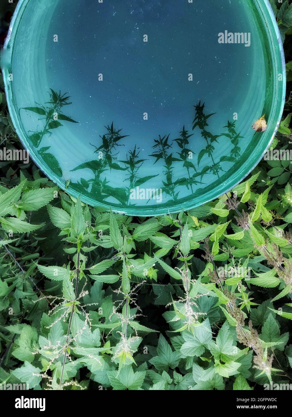 Nettle bushes, reflection in the water can, magic blue and green colors ...