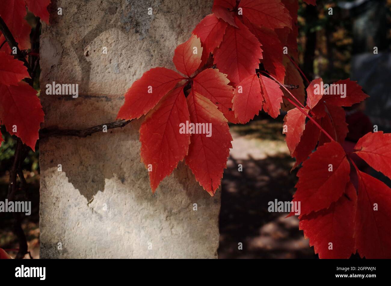 Grape growth hi-res stock photography and images - Alamy