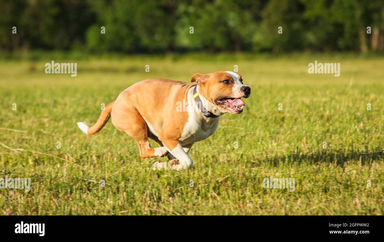 Staffordshire Bull Terrier dog running straight at the camera Stock ...