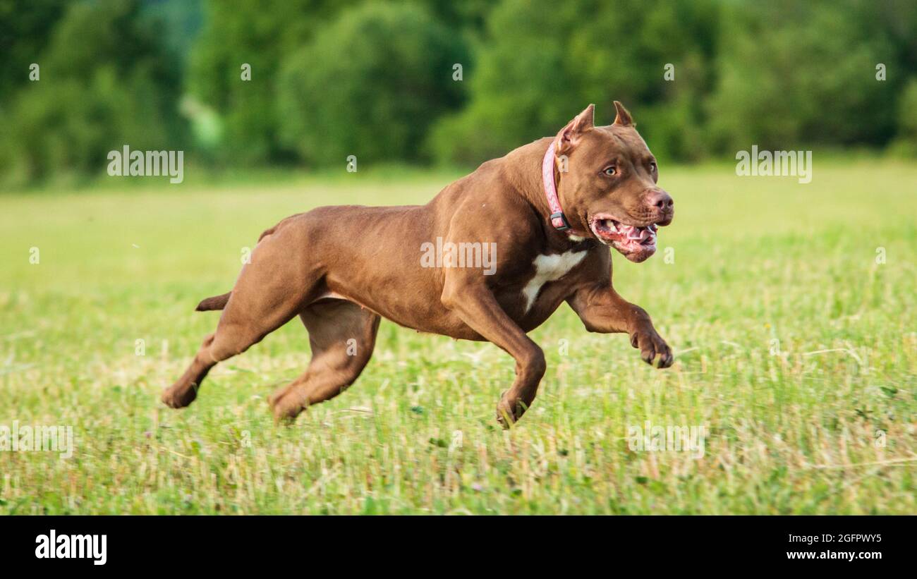 Pit Bull dog running full speed at lure coursing sport Stock Photo - Alamy