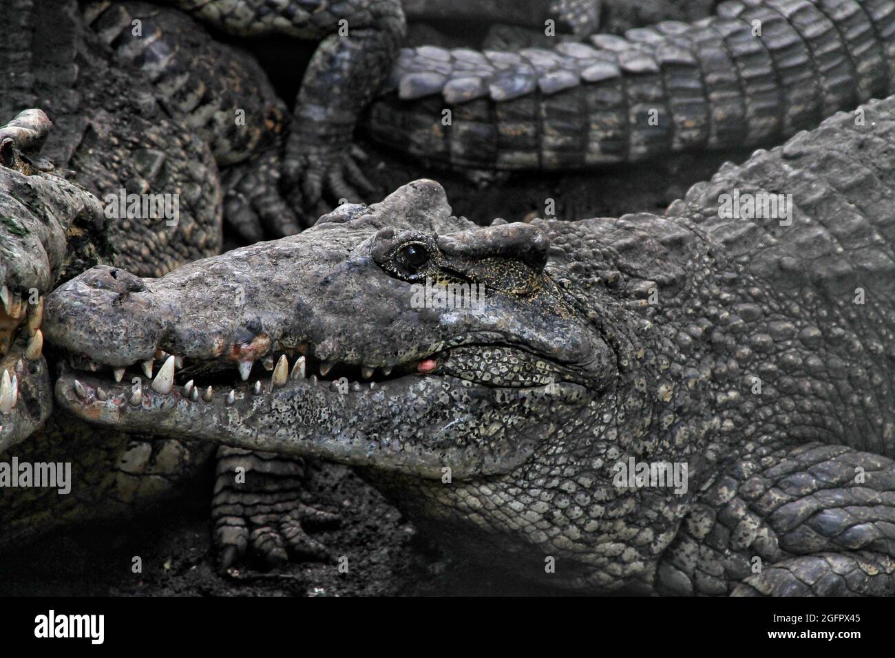 Crocodile congregation hi-res stock photography and images - Alamy