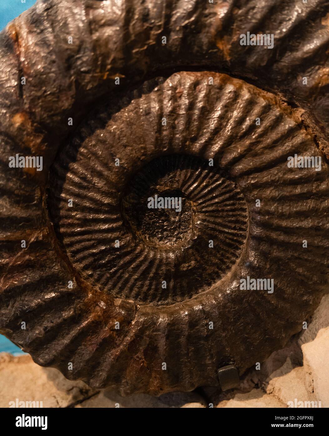 Ancient Ammonites fossil in rock Stock Photo - Alamy