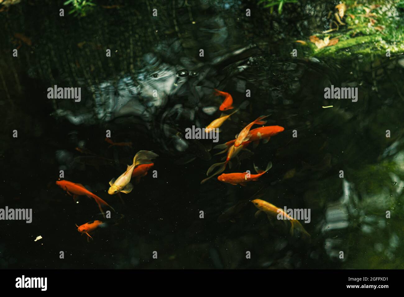 Close up shot aquatic fish hi-res stock photography and images - Alamy