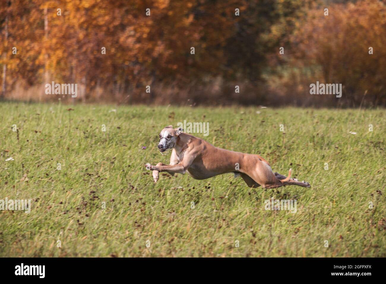 Whippet running in coursing field on lure coursing competition Stock ...