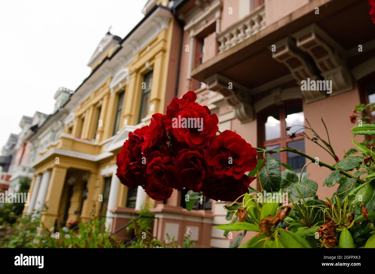 Blooming red roses in a garden in front of a building Stock Photo - Alamy