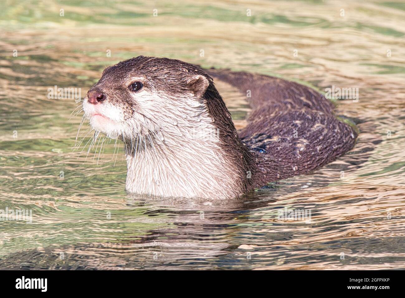 Asian small clawed otter swimming hi-res stock photography and images ...
