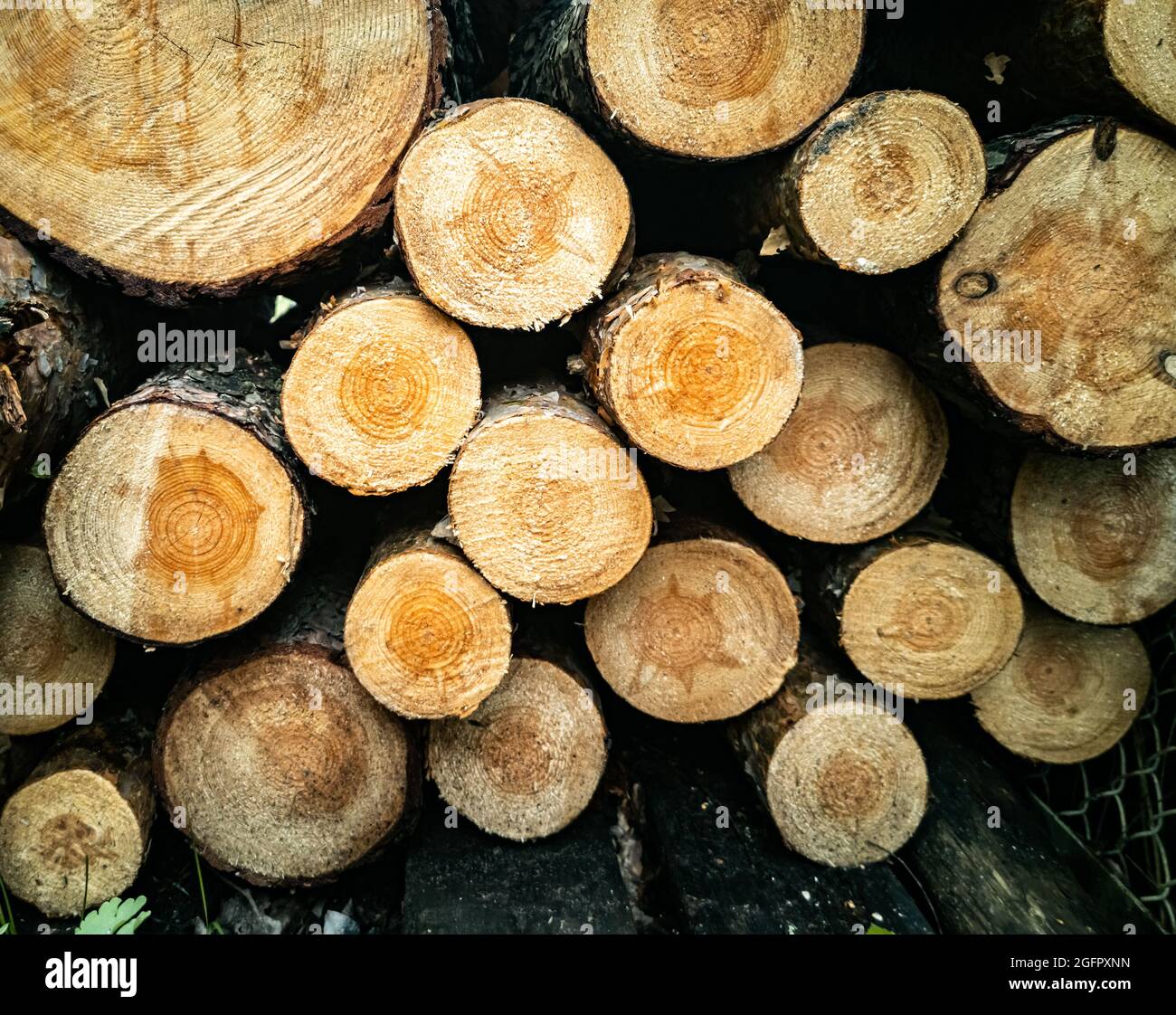 Big wall of stacked wood logs showing natural discoloration. cut ...