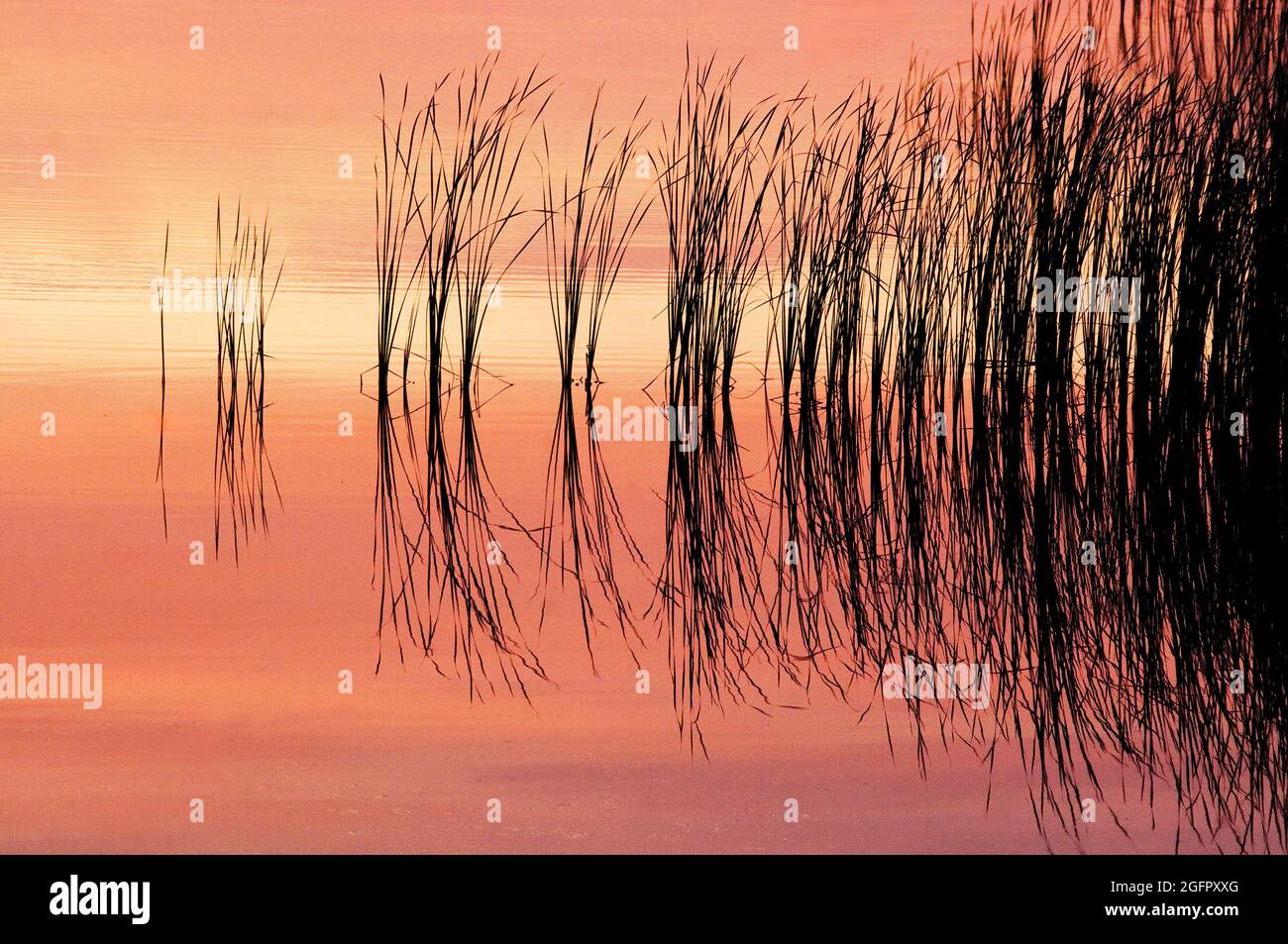 Image of grasses growing in wetland habitat Stock Photo - Alamy