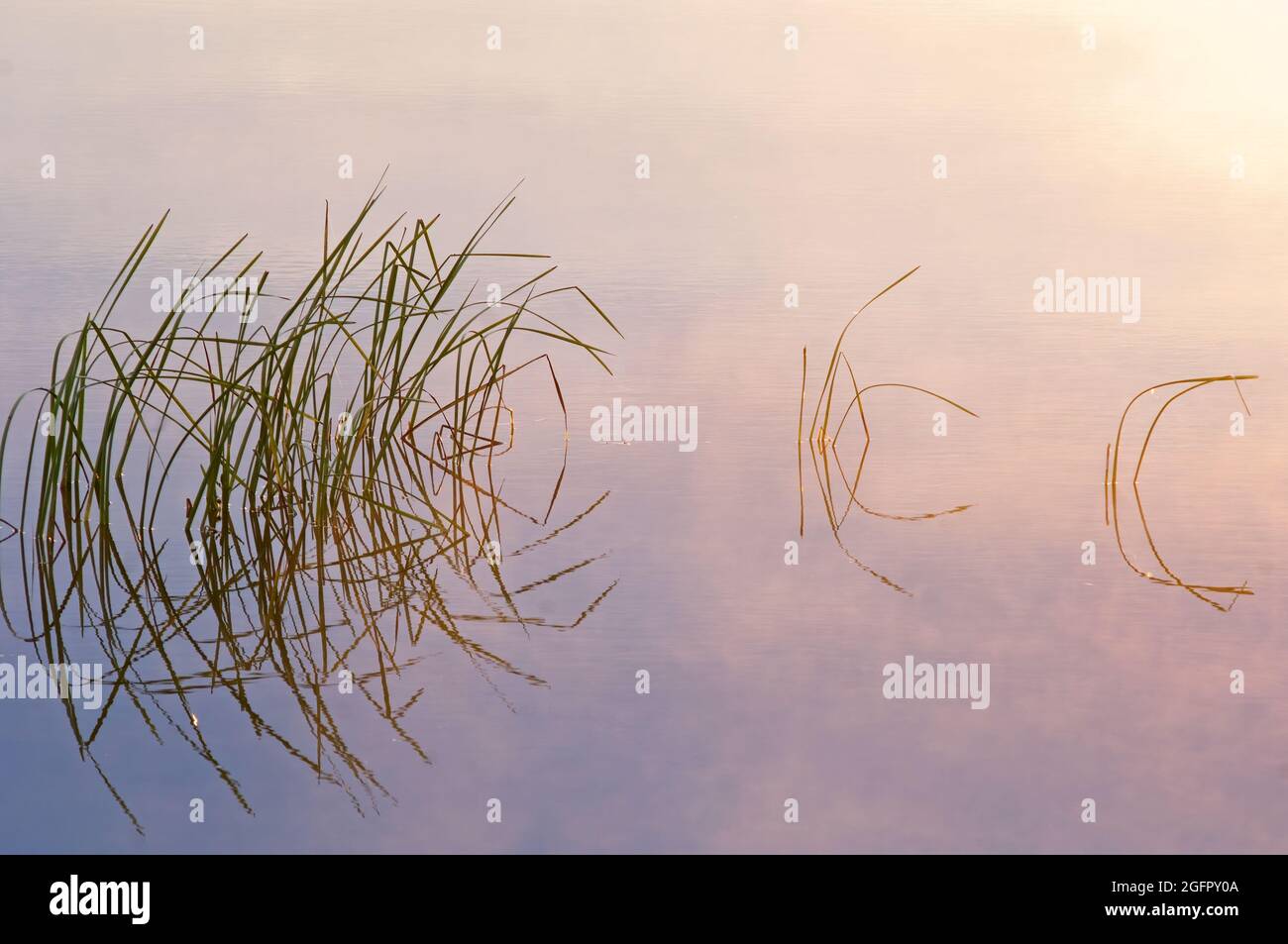 Image of grasses growing in wetland habitat Stock Photo - Alamy