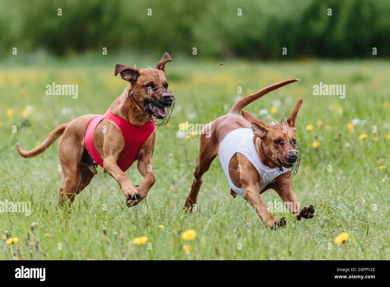 Two rhodesian ridgeback dogs running full speed at lure coursing sport ...