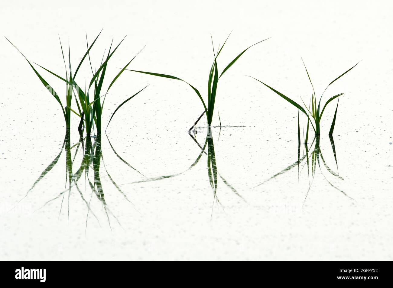 Image of grasses growing in wetland habitat Stock Photo - Alamy