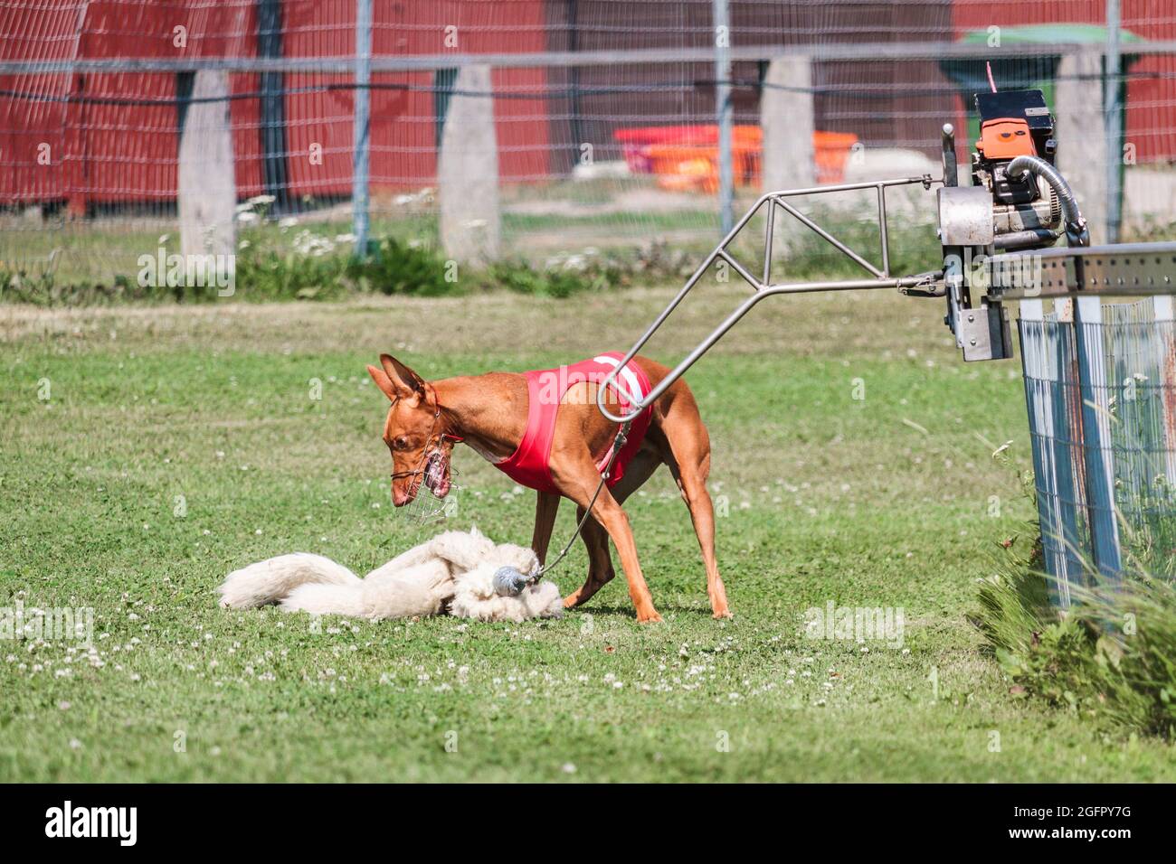 pharaoh hound dog catching lure at racing competition Stock Photo - Alamy
