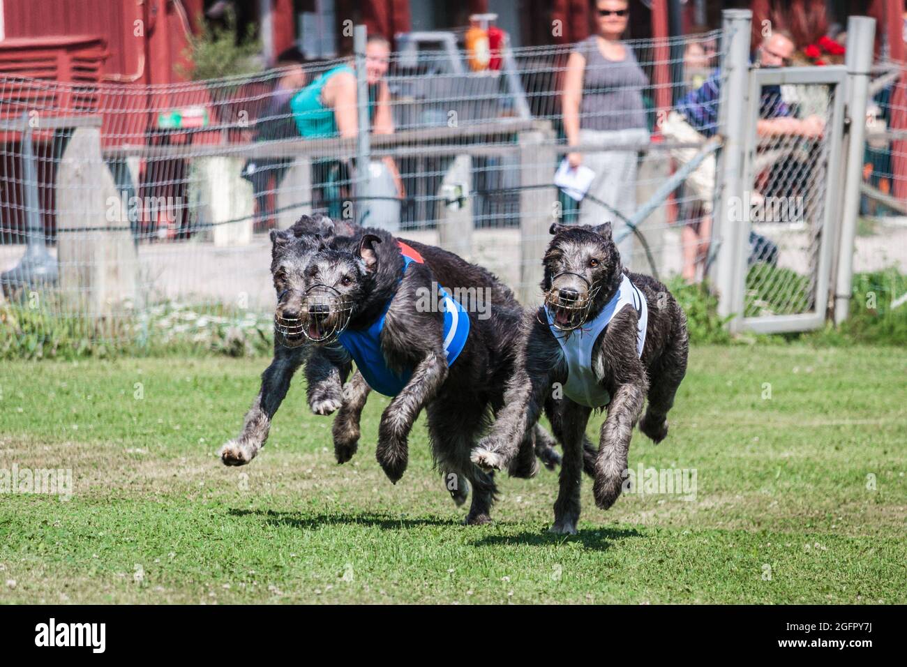 Three greyhound dogs running at racing ring competion Stock Photo - Alamy