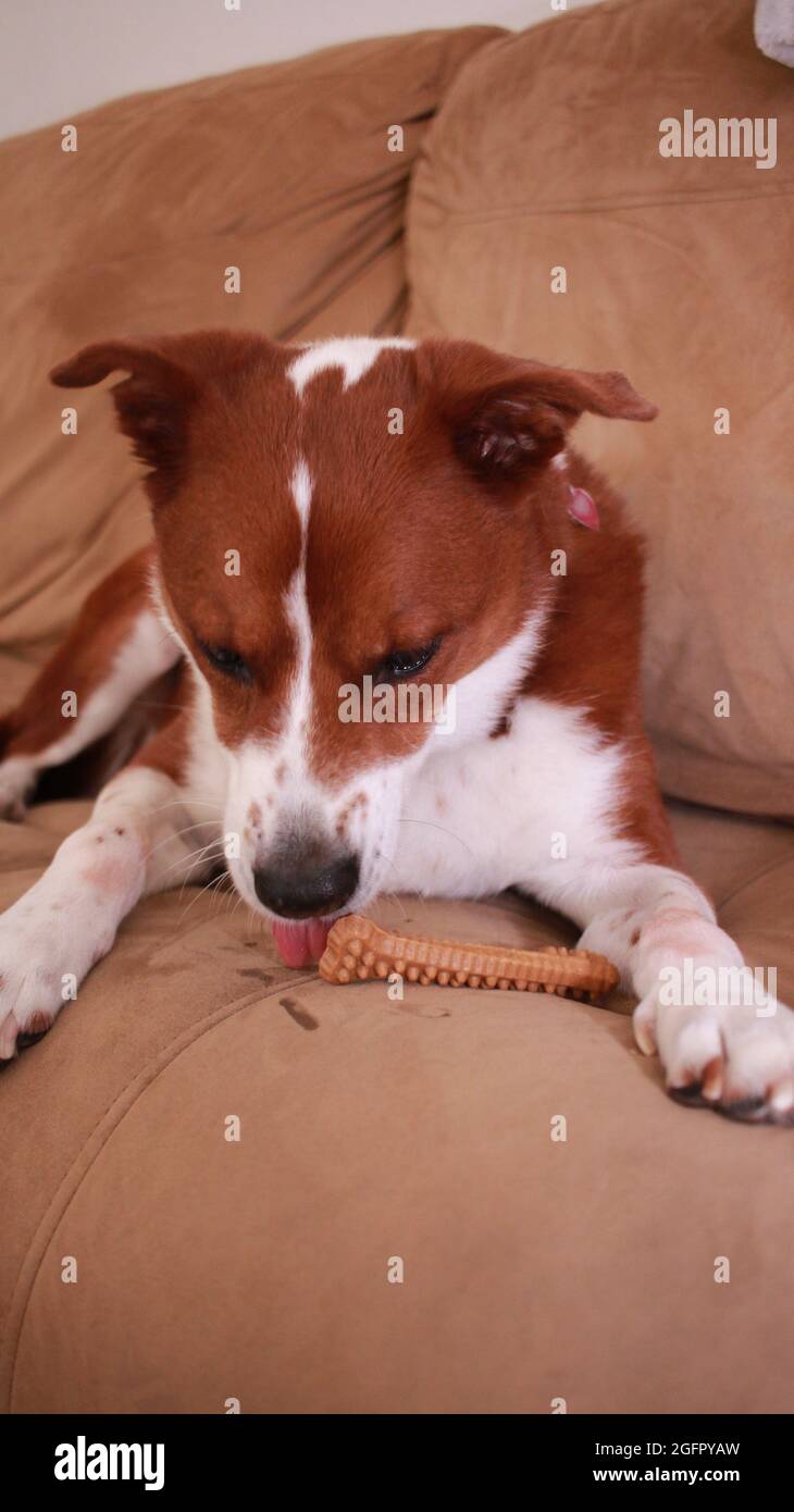 Can A Dog Eat A Whole Bone
