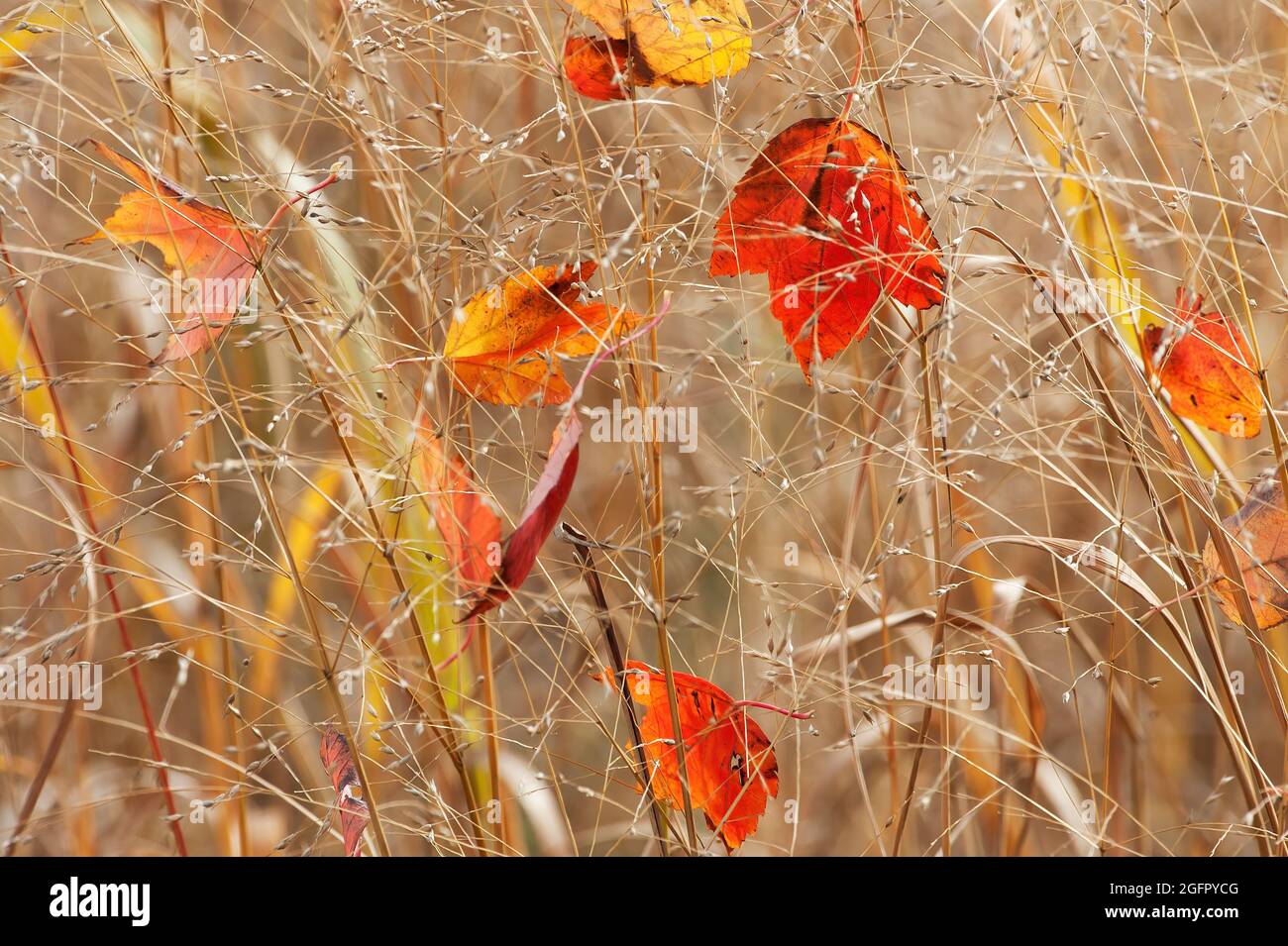 Switchgrass hi-res stock photography and images - Alamy