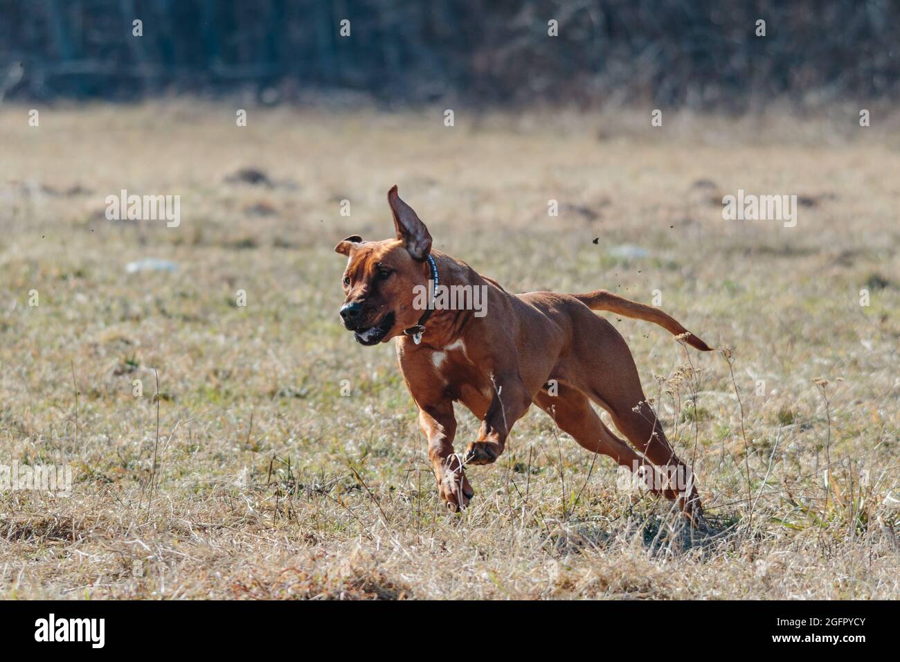 Rhodesian Ridgeback dog running full speed at lure coursing sport Stock ...