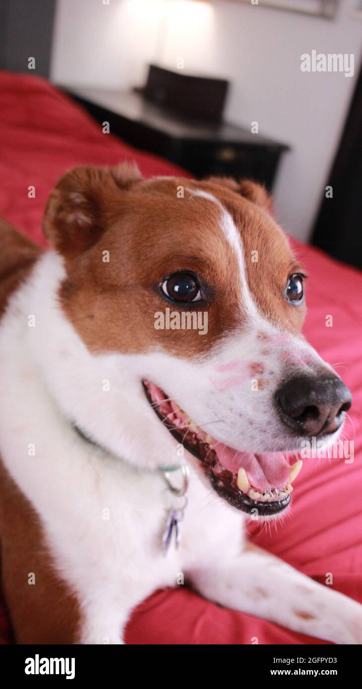 Funny lipstick hi-res stock photography and images - Alamy