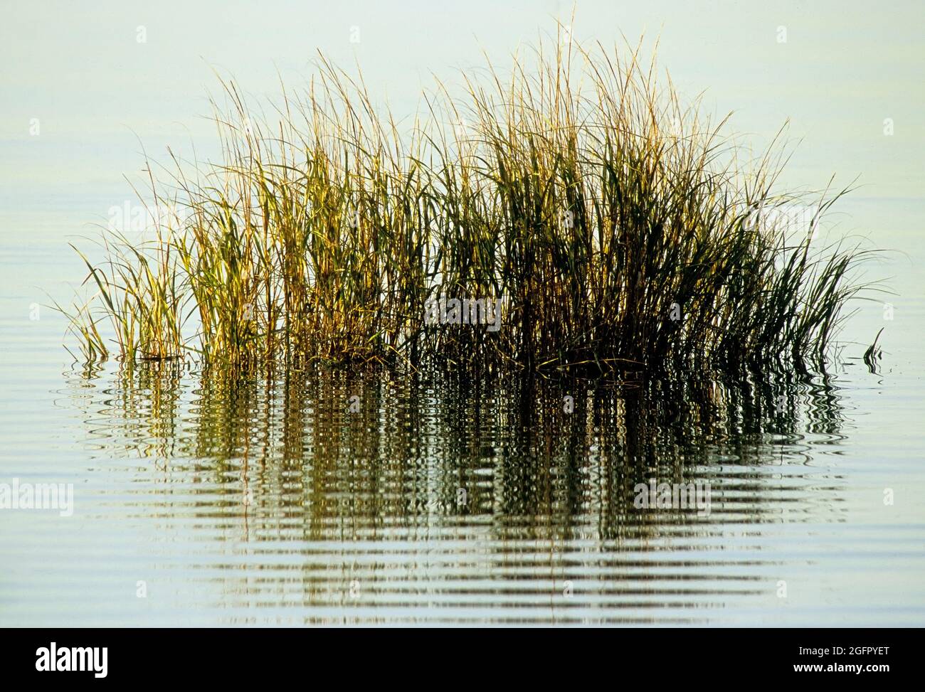 Spartina Grasses. Spartina Alterniflora. Jamaica Bay, Gateway. Spartina ...