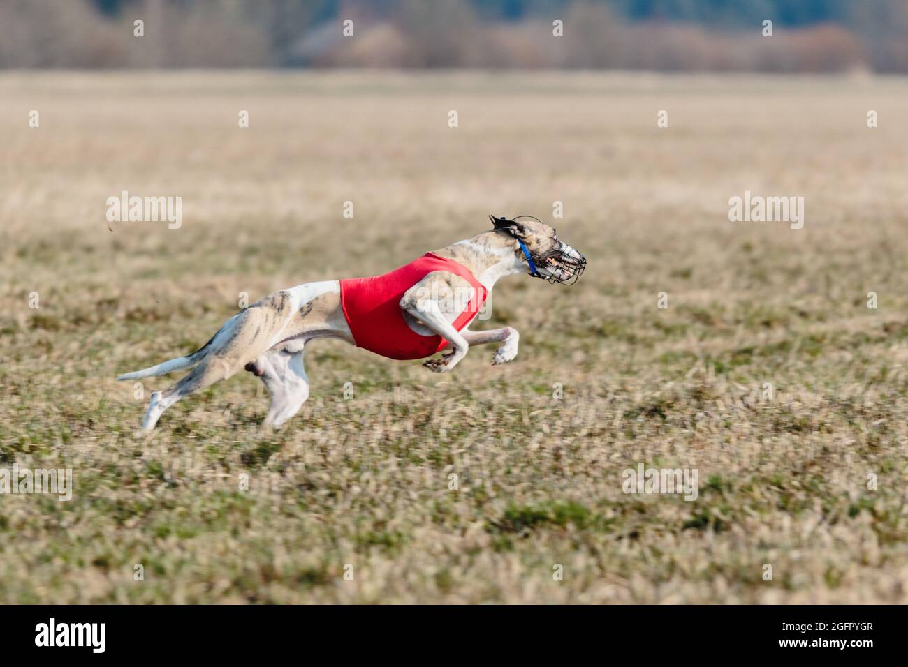 Whippet running in a red jacket coursing field on lure coursing ...