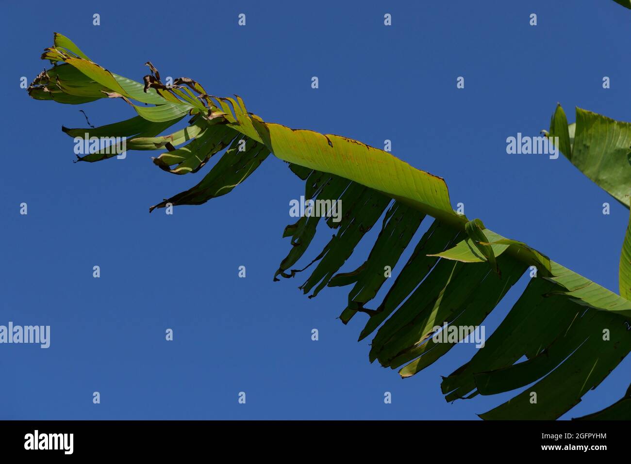 Torn banana tree leaf against deep blue sky with copyspace Stock Photo ...