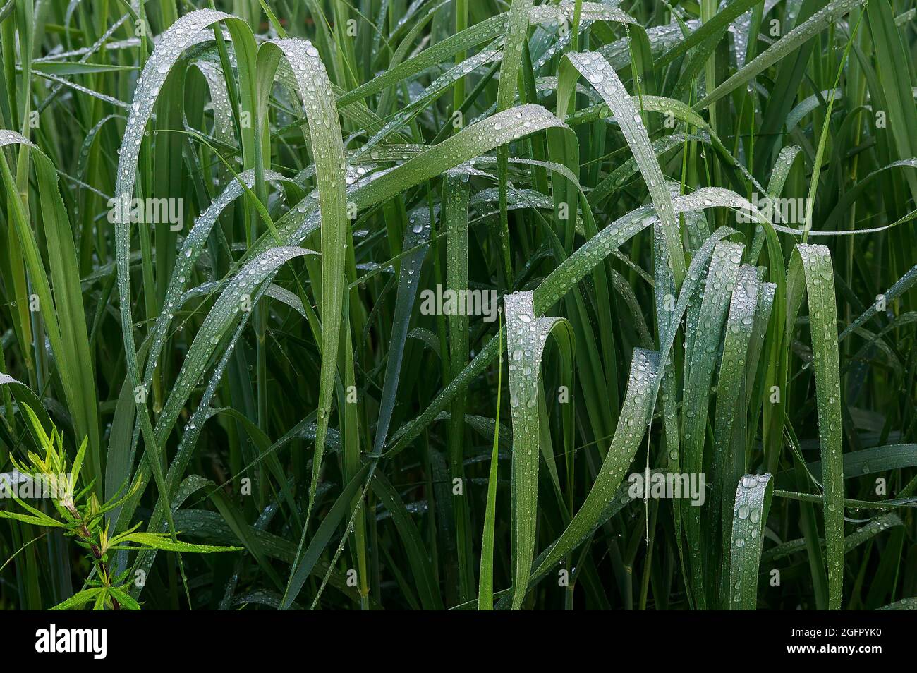 Switchgrass hi-res stock photography and images - Alamy