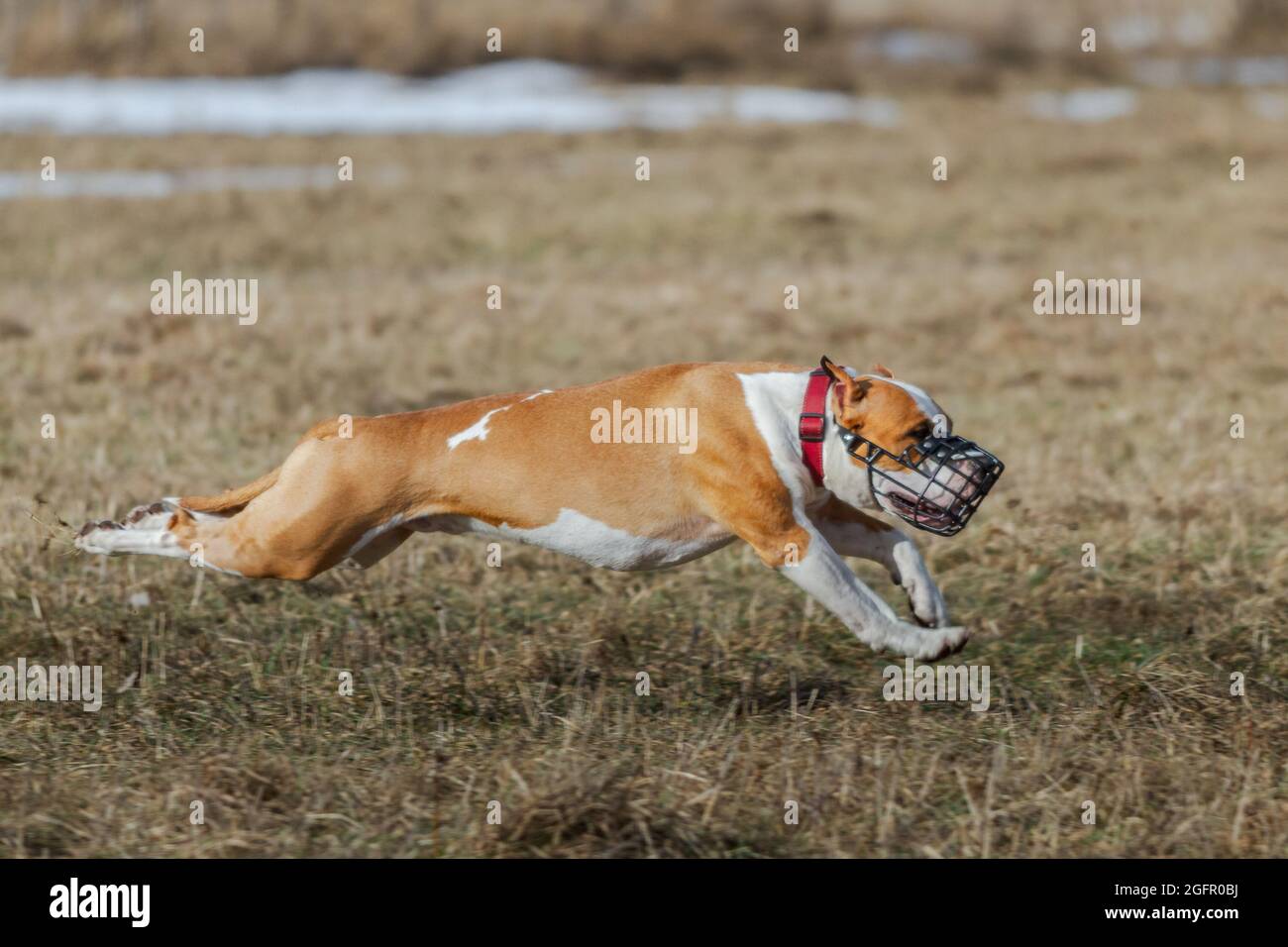 Pit Bull dog running full speed at lure coursing sport Stock Photo - Alamy