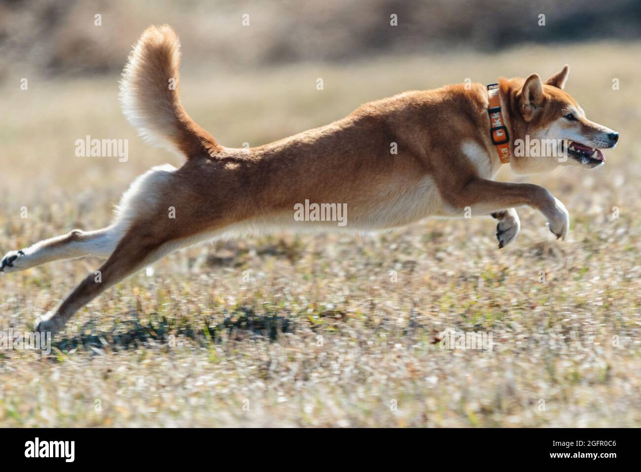 shiba inu dog on the field in lure coursing competition Stock Photo - Alamy