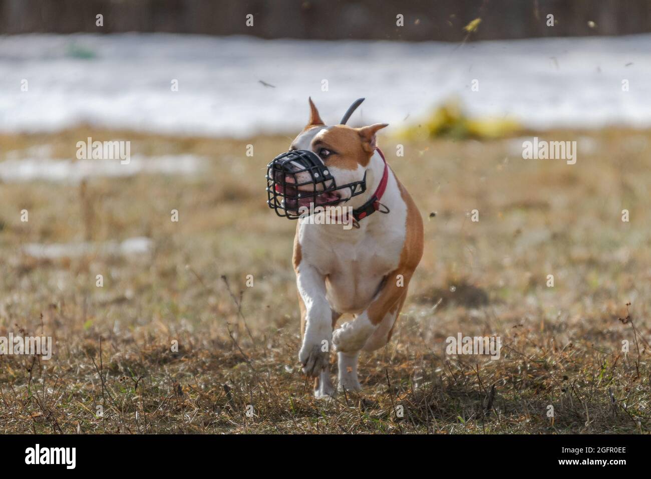 Pit Bull dog running full speed at lure coursing sport Stock Photo - Alamy