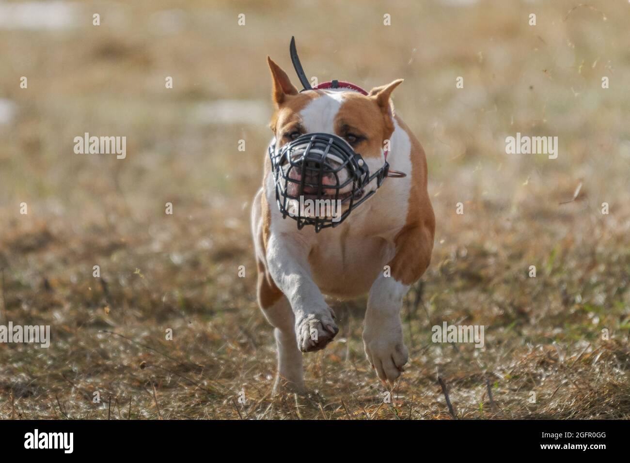 Pit Bull dog running full speed at lure coursing sport Stock Photo - Alamy