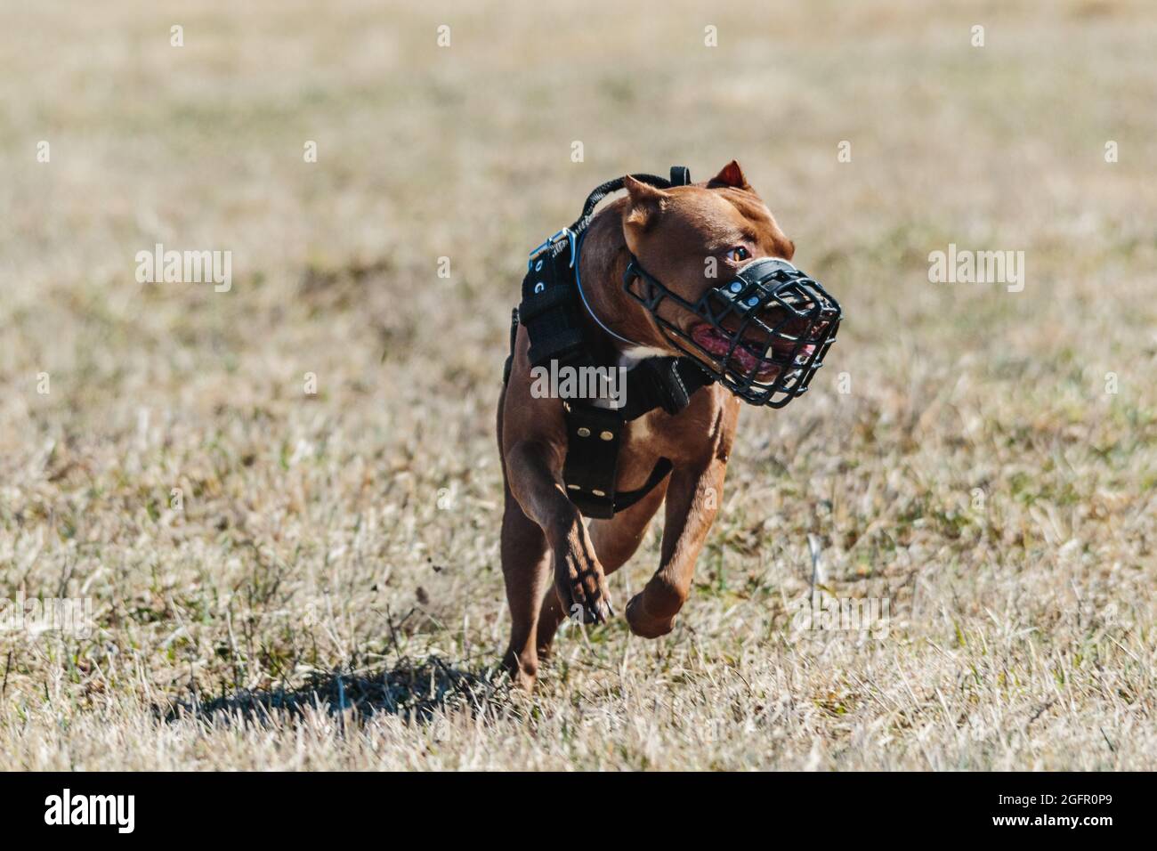 Pit Bull dog running full speed at lure coursing sport Stock Photo - Alamy