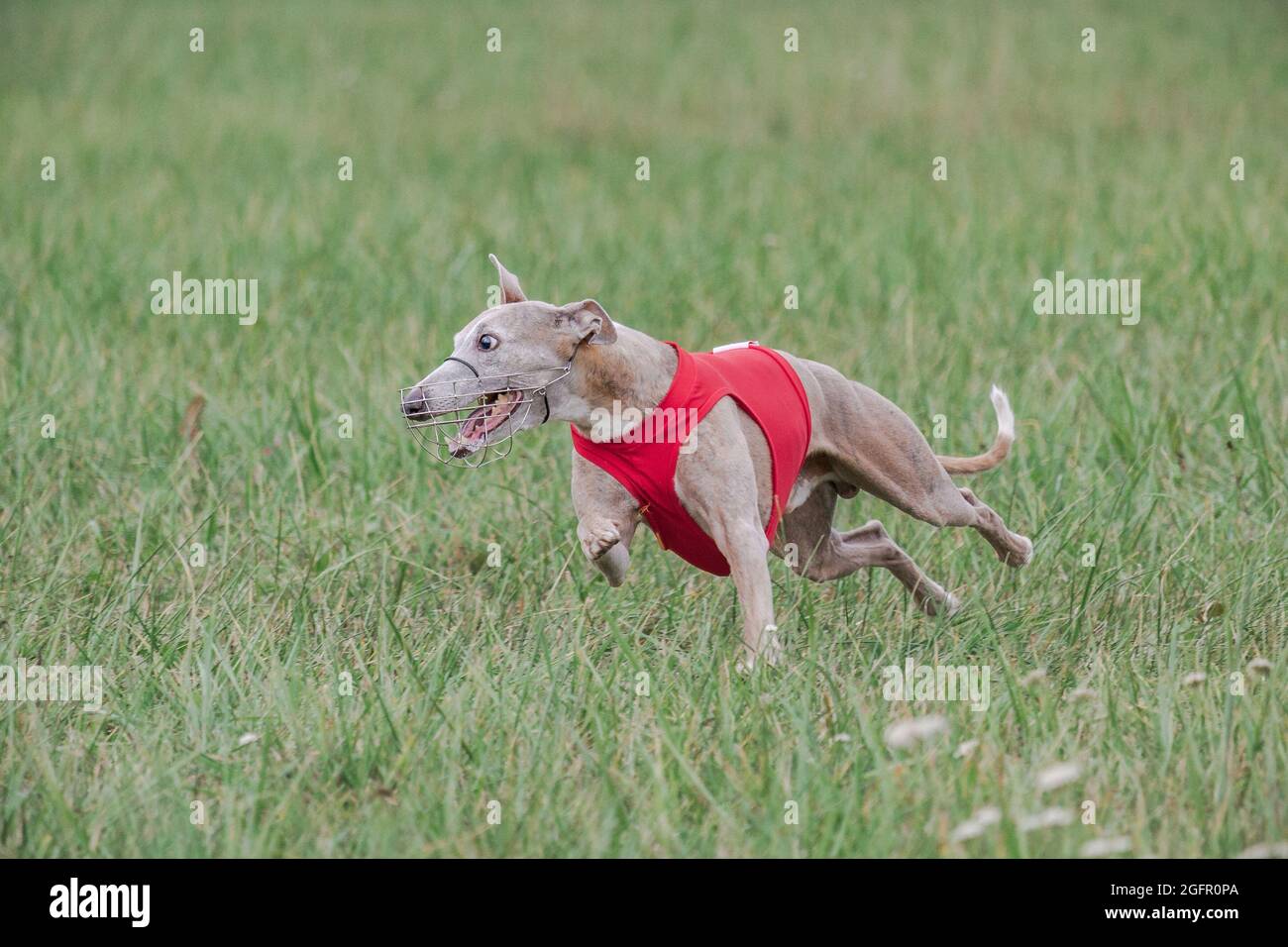 Whippet running in a red jacket coursing field on lure coursing ...
