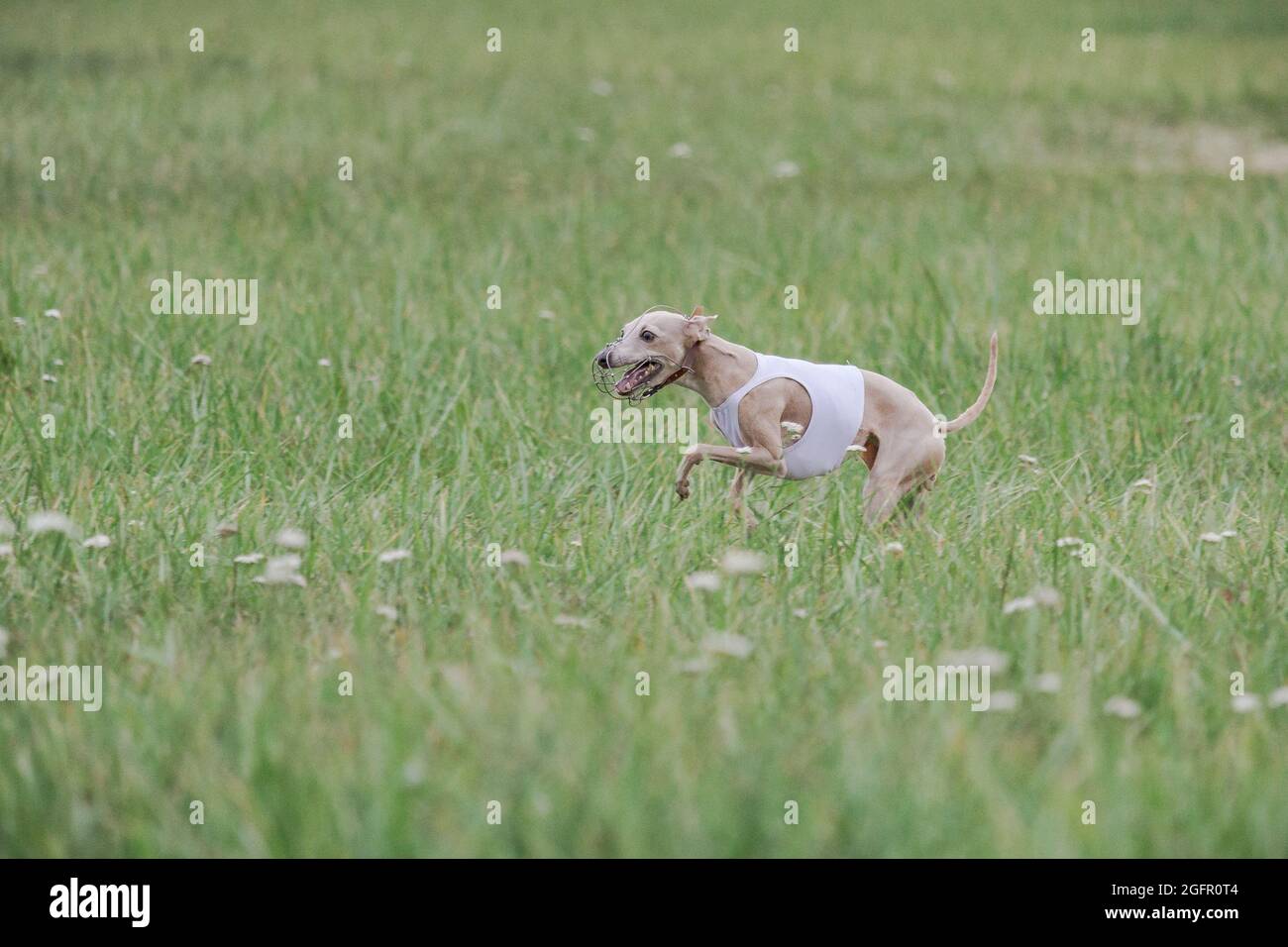 Whippet running in jacket coursing field on lure coursing competition ...
