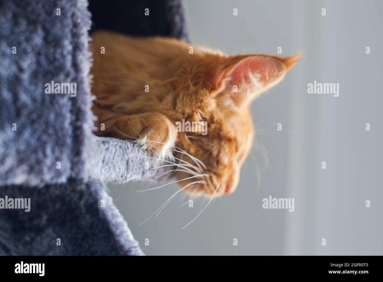 Portrait of a curious 6 month old red Maine Coon cat Stock Photo - Alamy