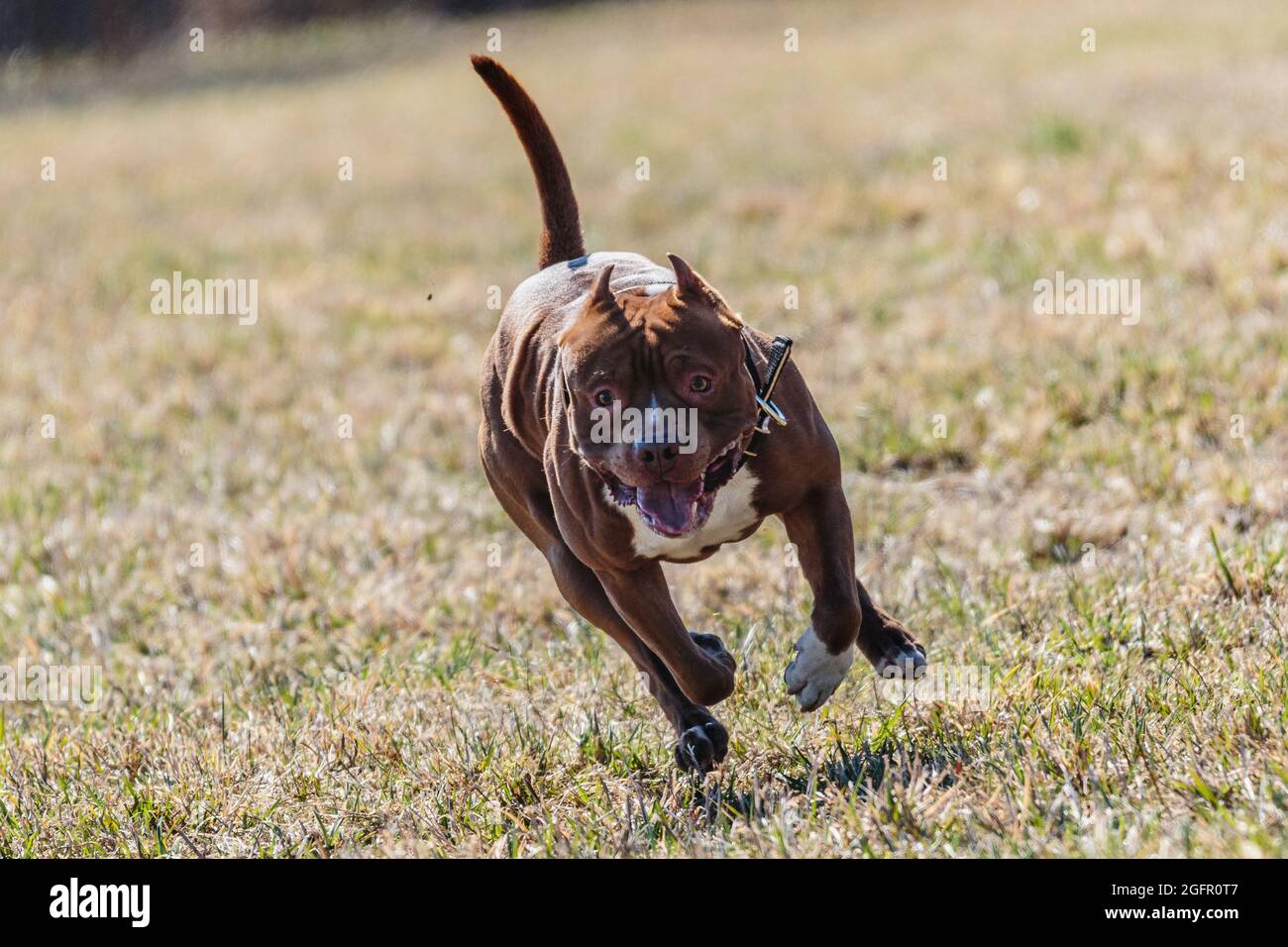 Pit Bull dog running full speed at lure coursing sport Stock Photo - Alamy