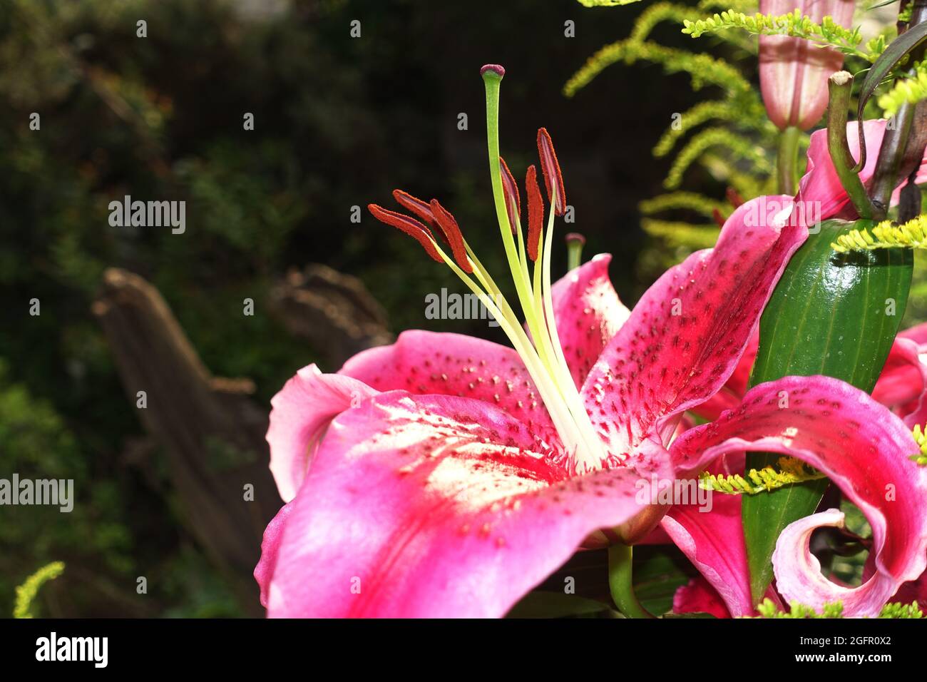 Oriental lily hybrid - flowering plant in the garden Stock Photo - Alamy